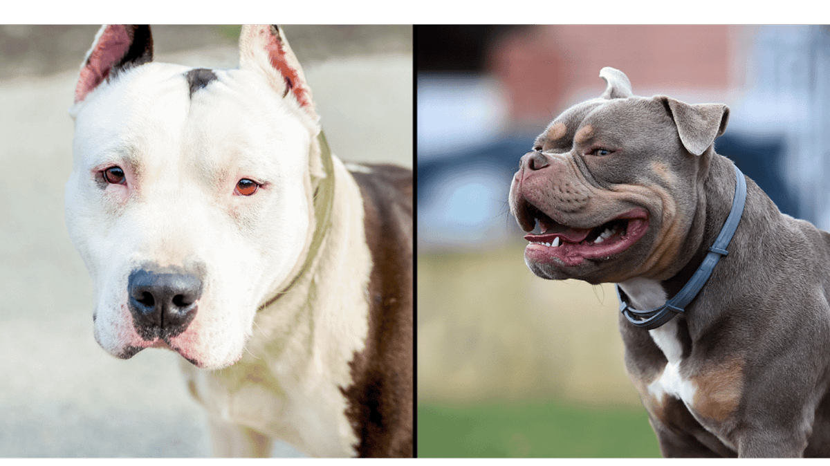 What will happen if you’re caught with XL Bully after UK announces dog ban