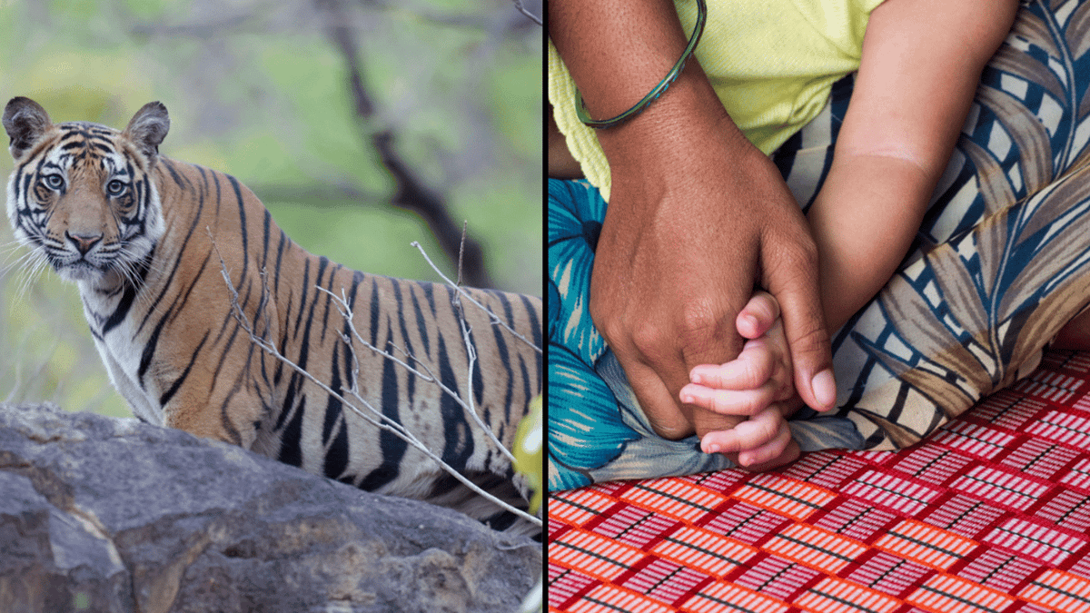 Woman gives phrase 'tiger mum' new meaning after fighting off big cat ...