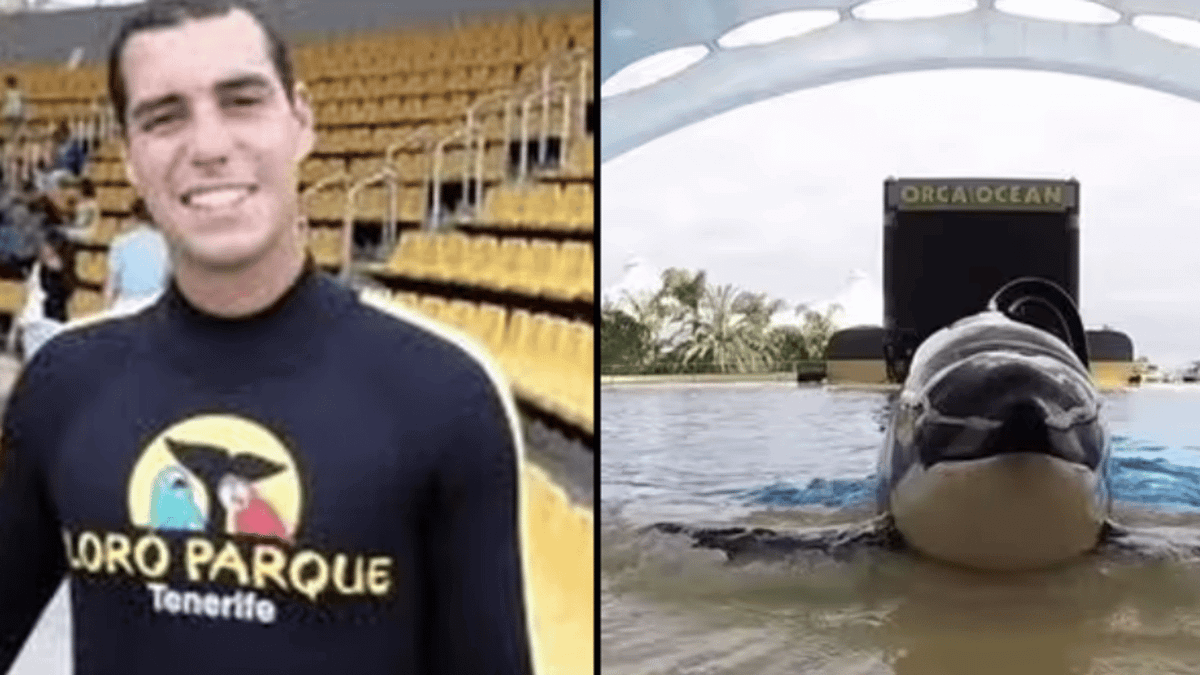 Tragic footage shows trainer performing with SeaWorld killer whale ...