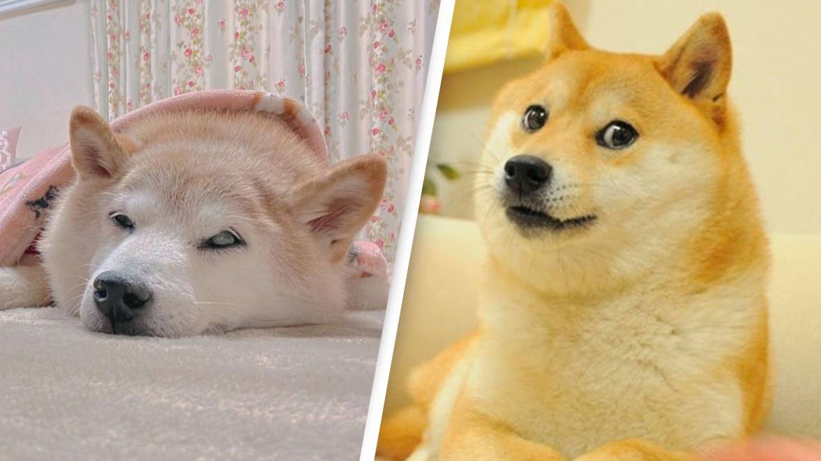 Shiba Inu Who Inspired Doge Meme Is Now Seriously Ill Shiba Inu Who Inspired Doge Meme Is Now Seriously Ill
